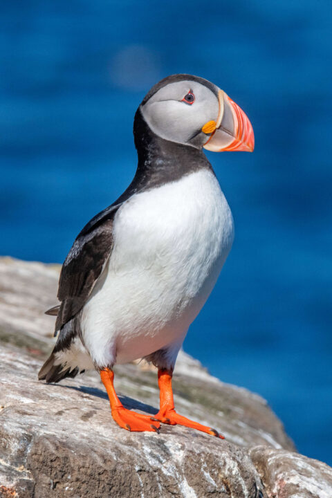 2026 Puffins On The Fly - Van Os Photo Safaris
