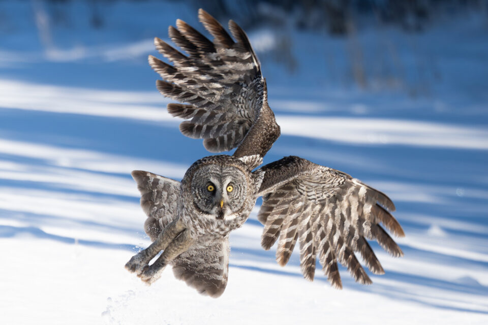 Great Gray Owls North Woods 2025 Trip - Van Os Photo Safaris
