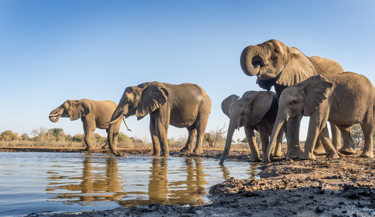 2024 Botswana Wildlife Photo Tours - Van Os Photo Safaris
